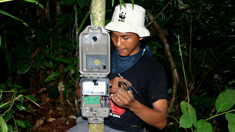 SUMATRAN TIGER | Global Environmental Conservation Organization - WWF Indonesia